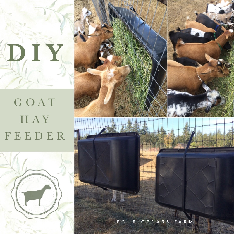 Goat Hay Feeders – FOUR CEDARS